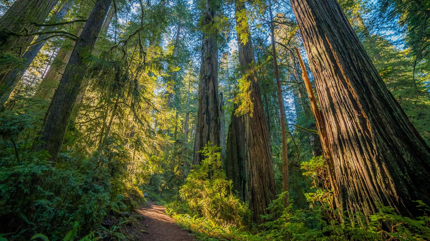 Our Redwood Program - First Federal of San Rafael